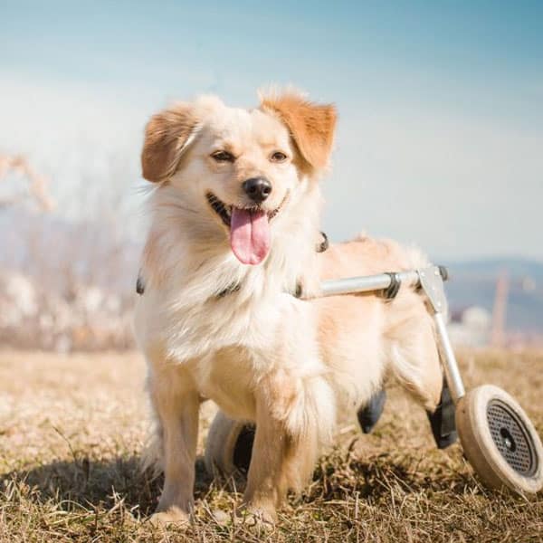 Carts, Slings, and Assistive Devices | The Canine Co-Lab
