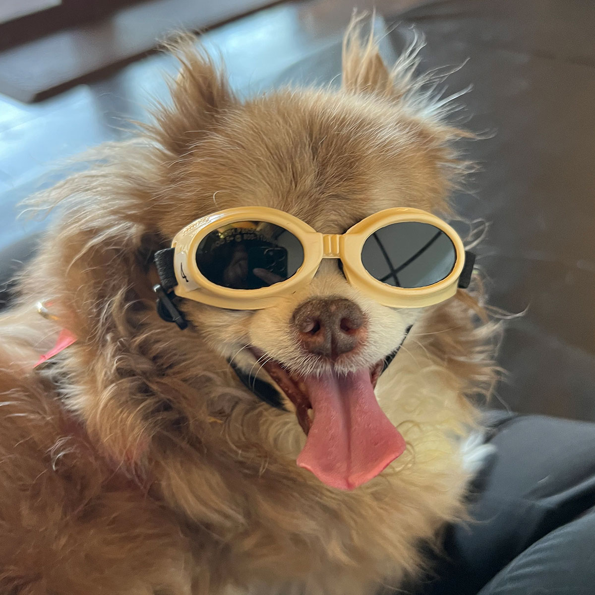 Shockwave Therapy | The Canine Co-Lab