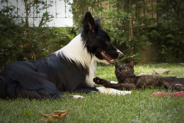 Shockwave Therapy for Your Pet | The Canine Co-Lab