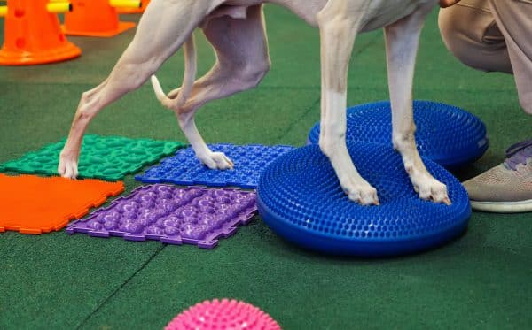 Therapeutic Exercises for Pets | The Canine Co-Lab