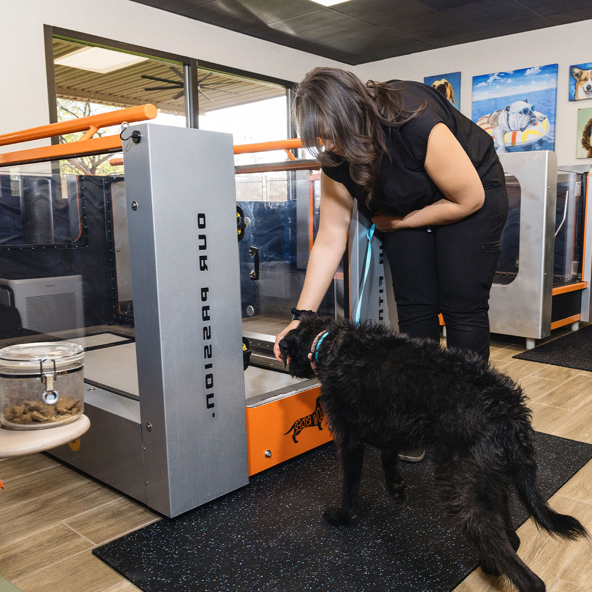 What is pet recreation? | The Canine Co-Lab
